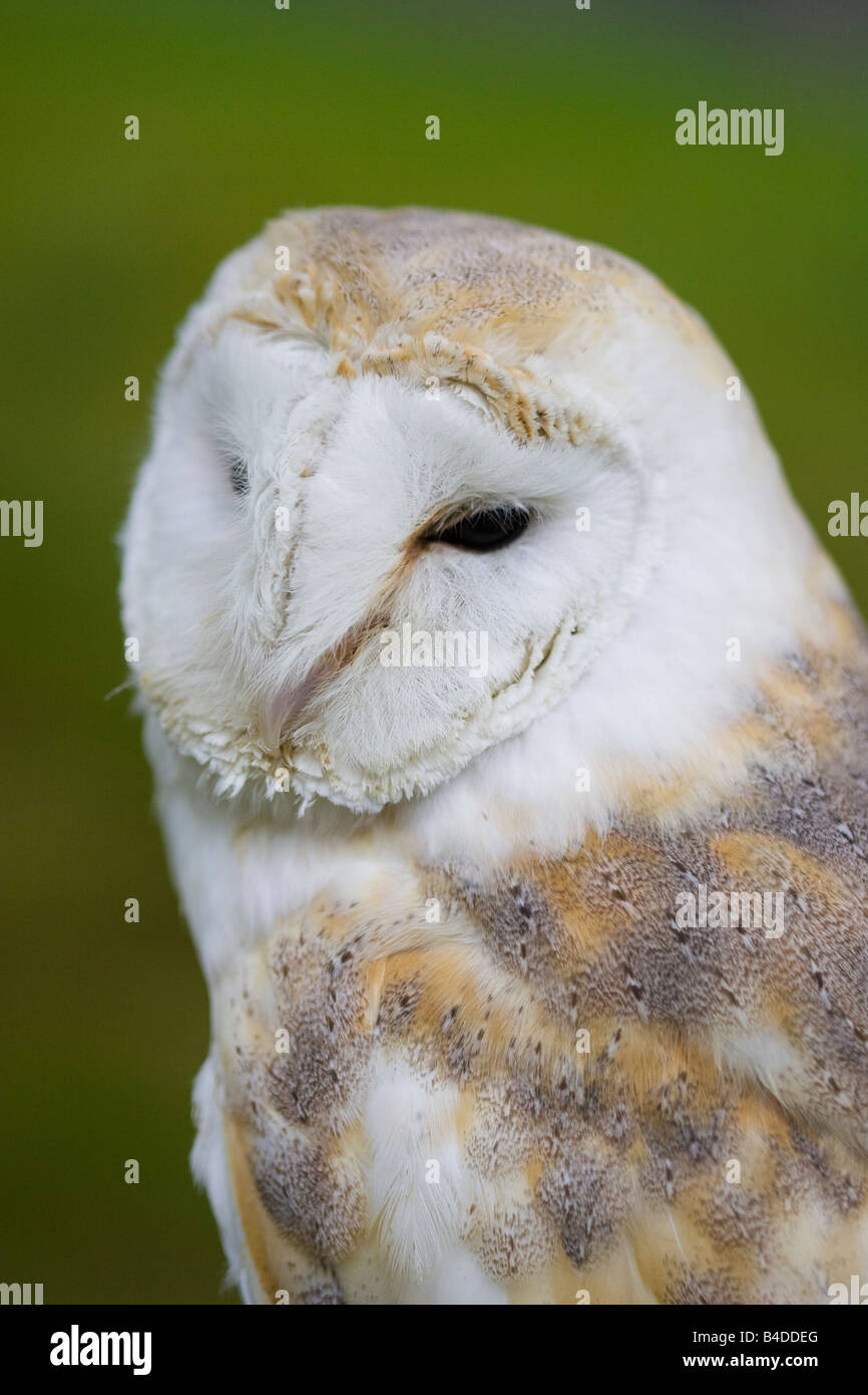 Grande barbagianni immagini e fotografie stock ad alta risoluzione - Alamy
