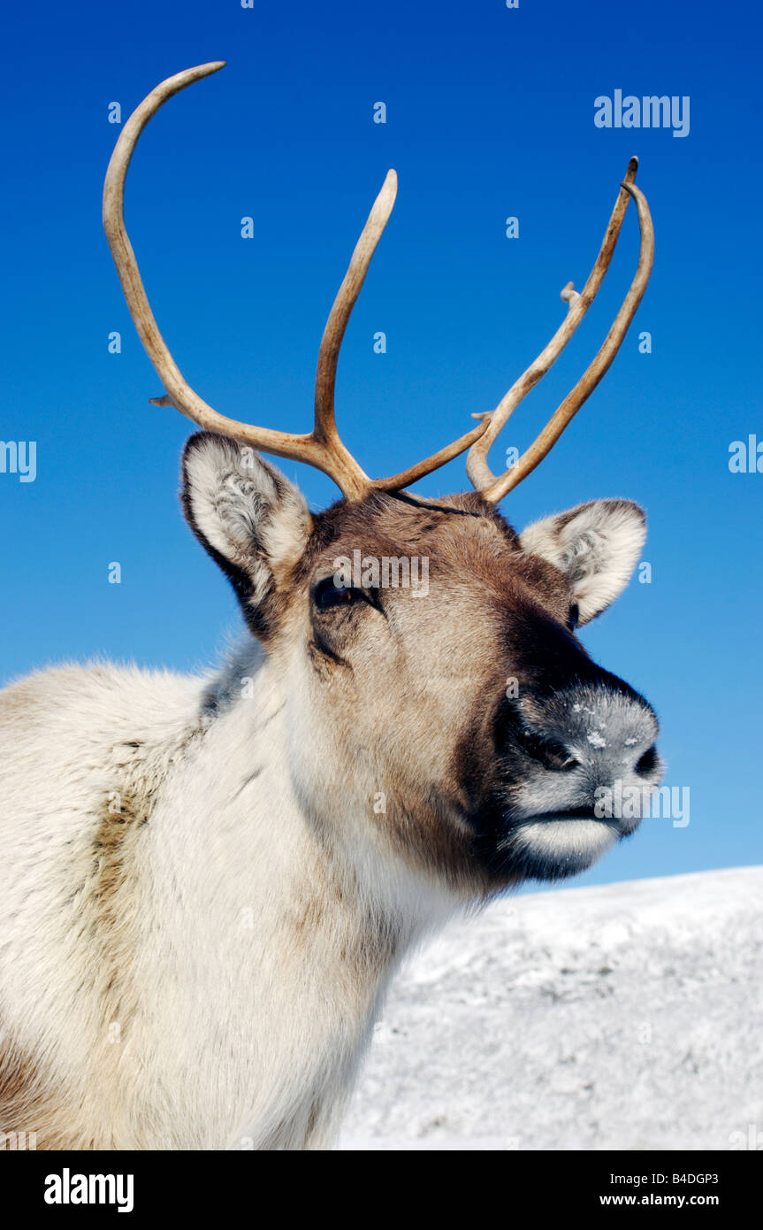 Faccia renna immagini e fotografie stock ad alta risoluzione - Alamy