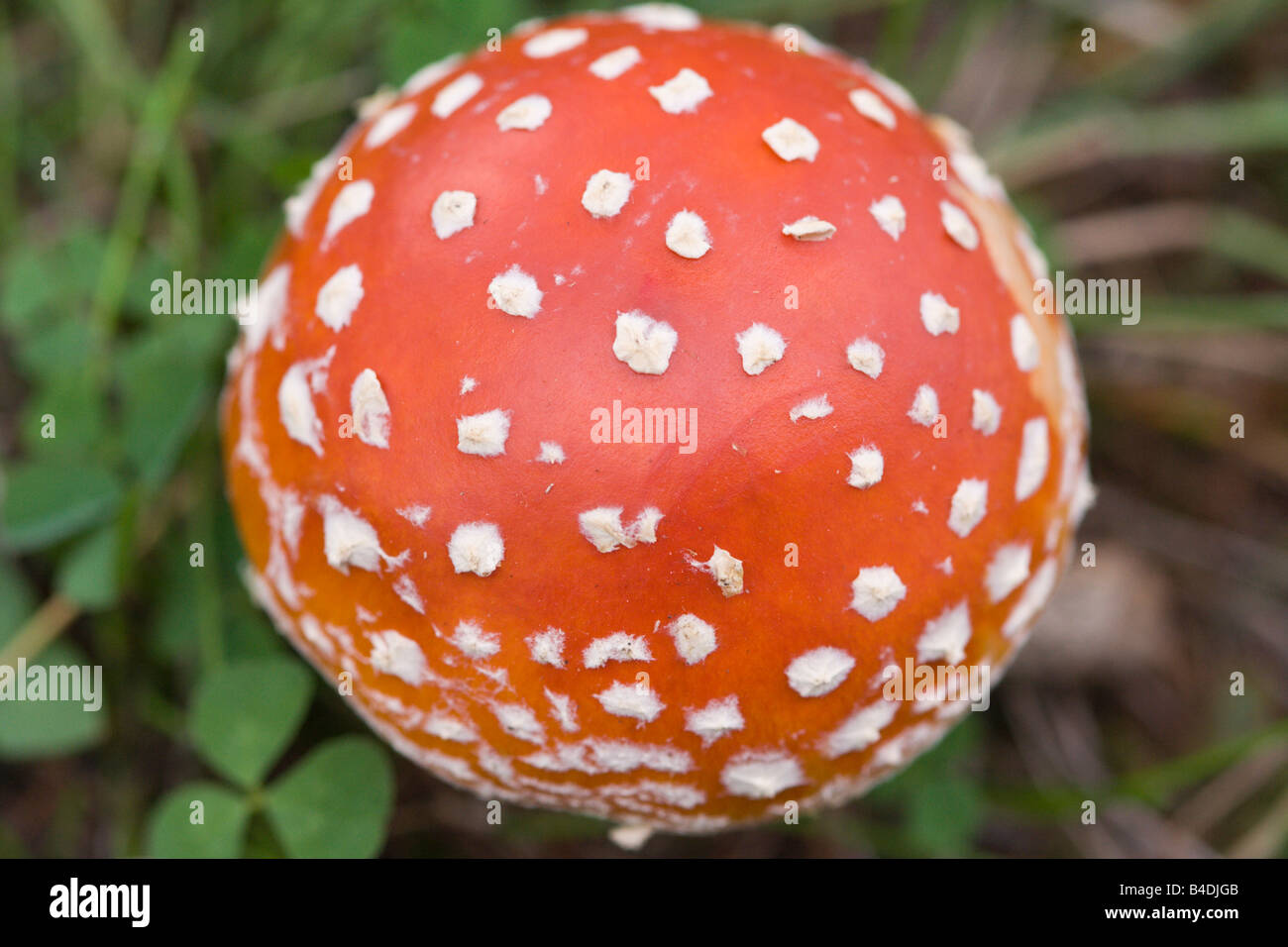 Amanita verna immagini e fotografie stock ad alta risoluzione - Alamy