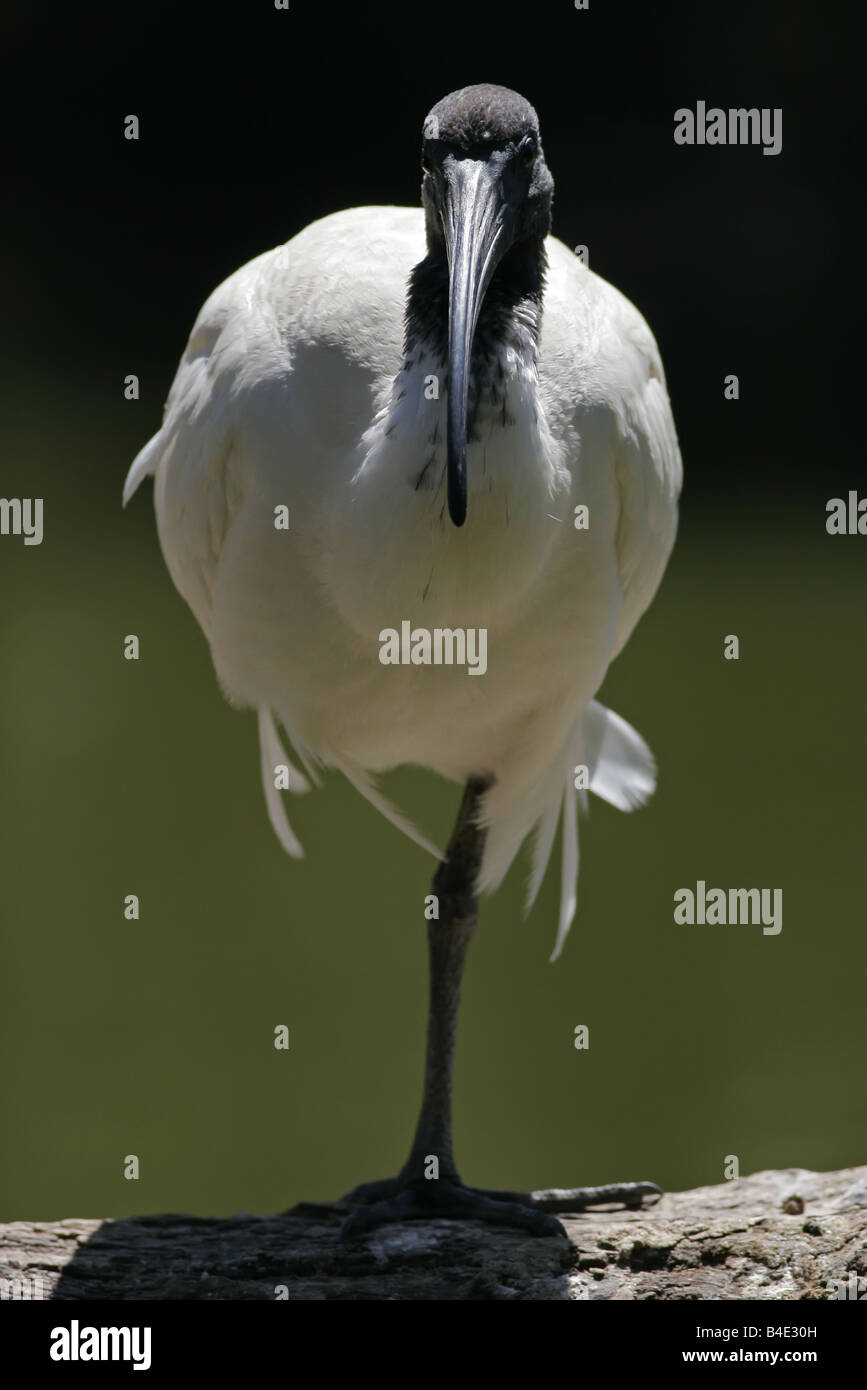 Uccello sacro dell'ibis immagini e fotografie stock ad alta risoluzione ...