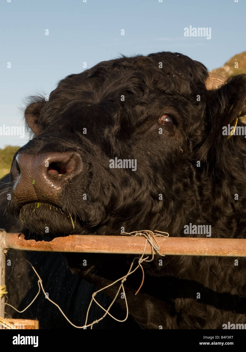 Testa di toro nero immagini e fotografie stock ad alta risoluzione - Alamy
