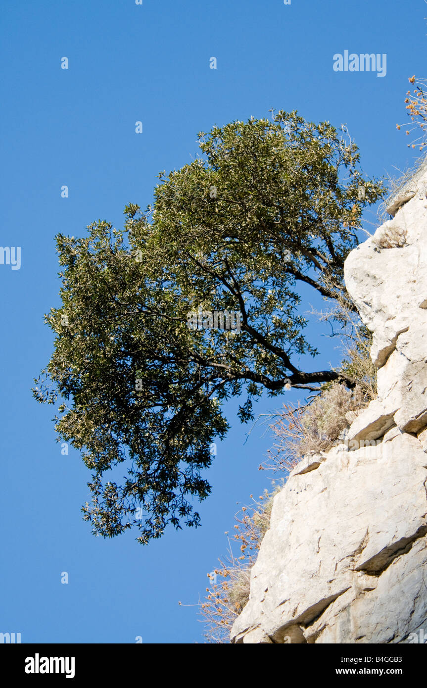 Albero aggrappato all'ambiente duro immagini e fotografie stock ad alta ...