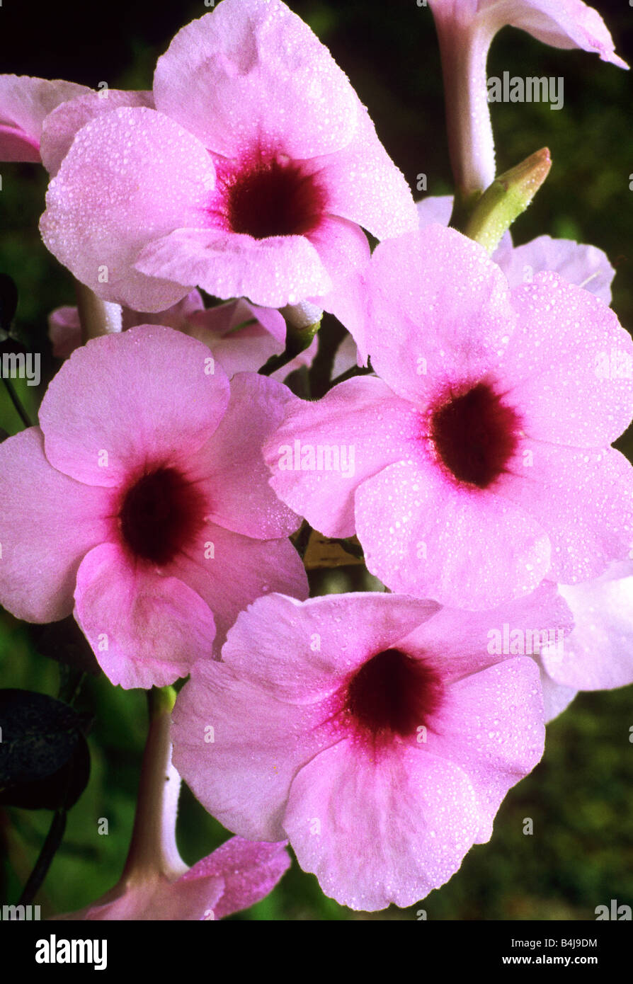 Pandorea jasminoides rosea superba immagini e fotografie stock ad alta ...