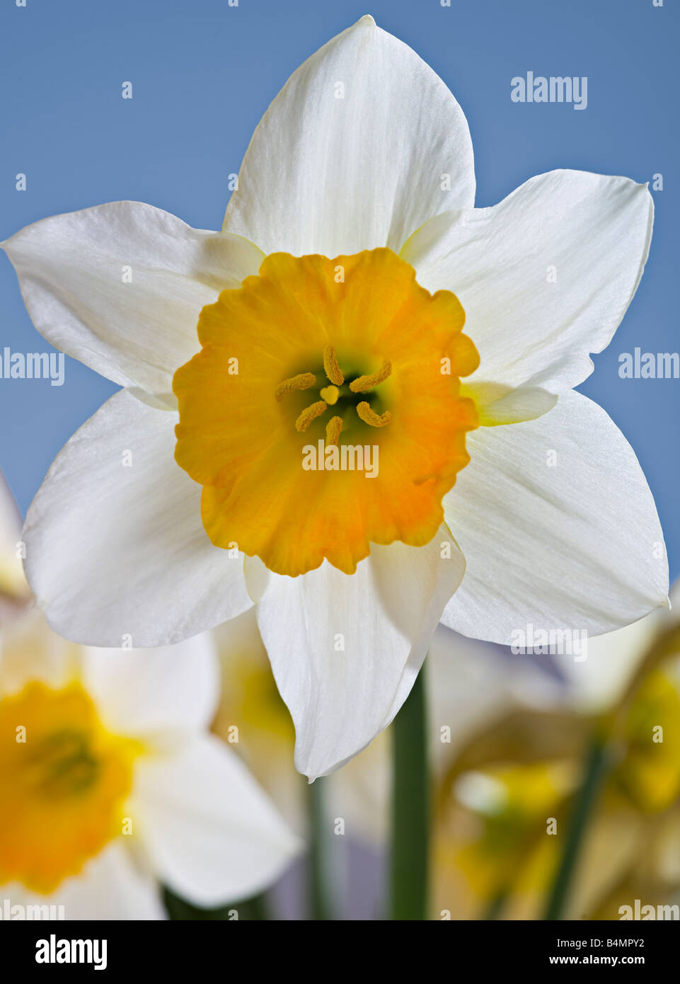 Narciso sole immagini e fotografie stock ad alta risoluzione - Alamy