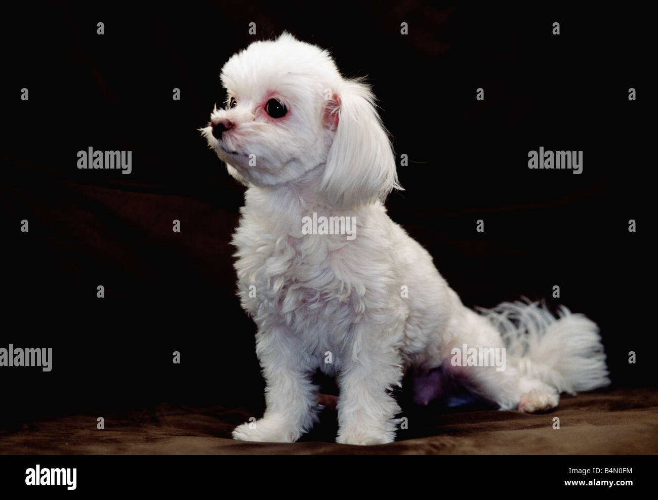Old maltese female dog immagini e fotografie stock ad alta risoluzione ...