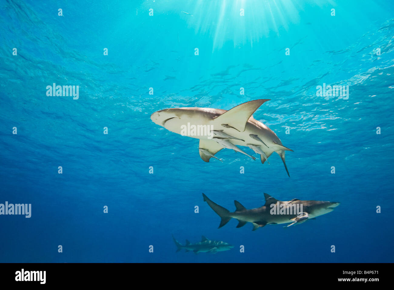 Lo squalo limone Negaprion brevirostris con sharksuckers Echeneis ...