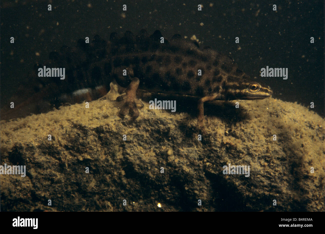 Triturus vulgaris immagini e fotografie stock ad alta risoluzione - Alamy