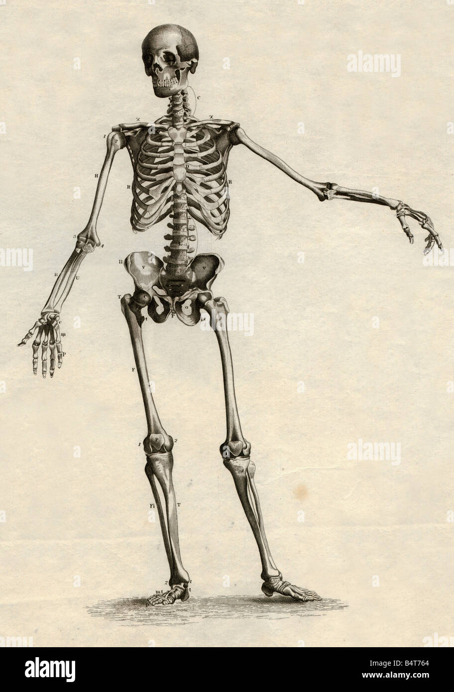 Scheletro di anatomia immagini e fotografie stock ad alta risoluzione ...