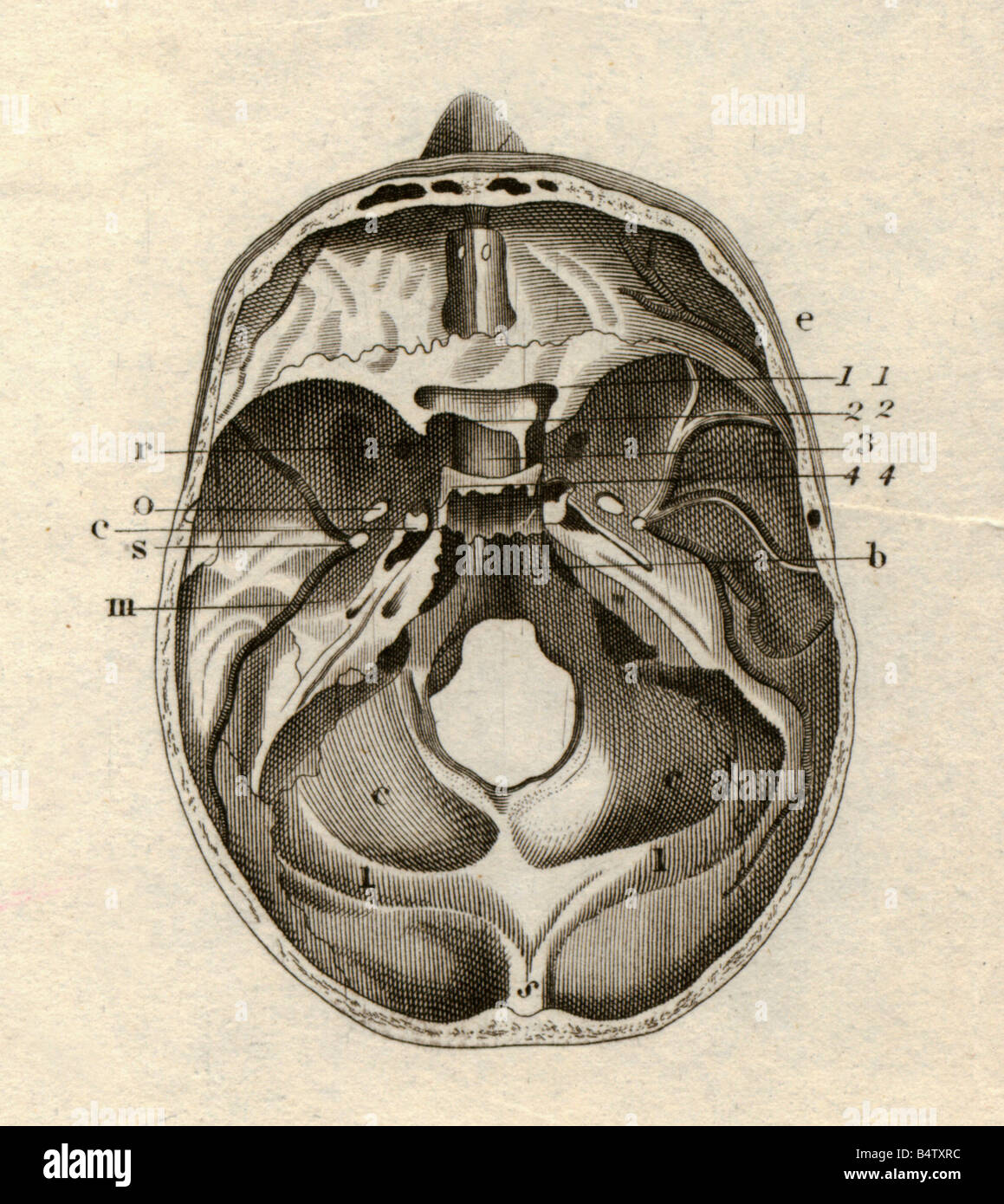 Anatomia del cranio immagini e fotografie stock ad alta risoluzione - Alamy