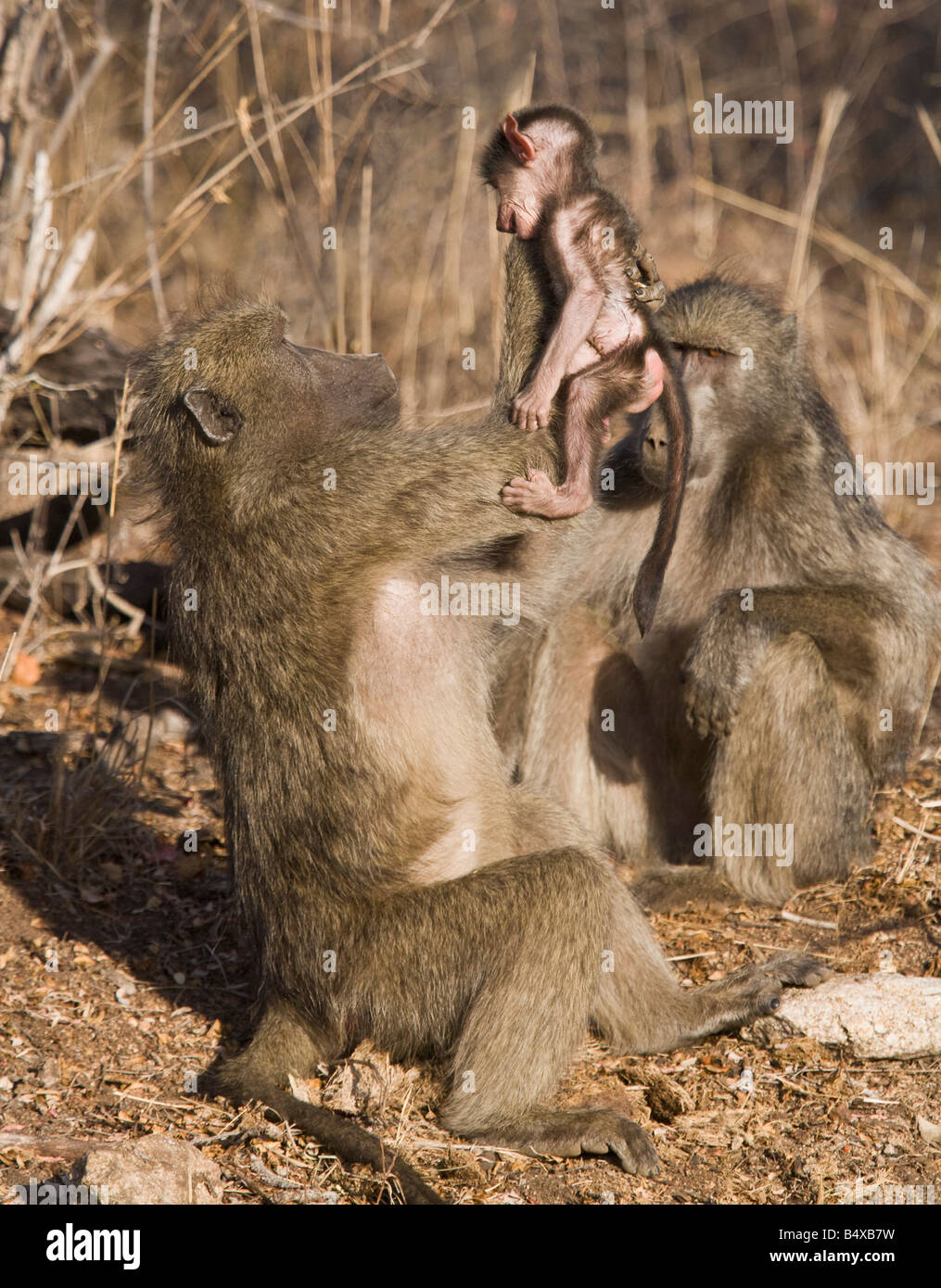 Babbuino con bambino immagini e fotografie stock ad alta risoluzione ...
