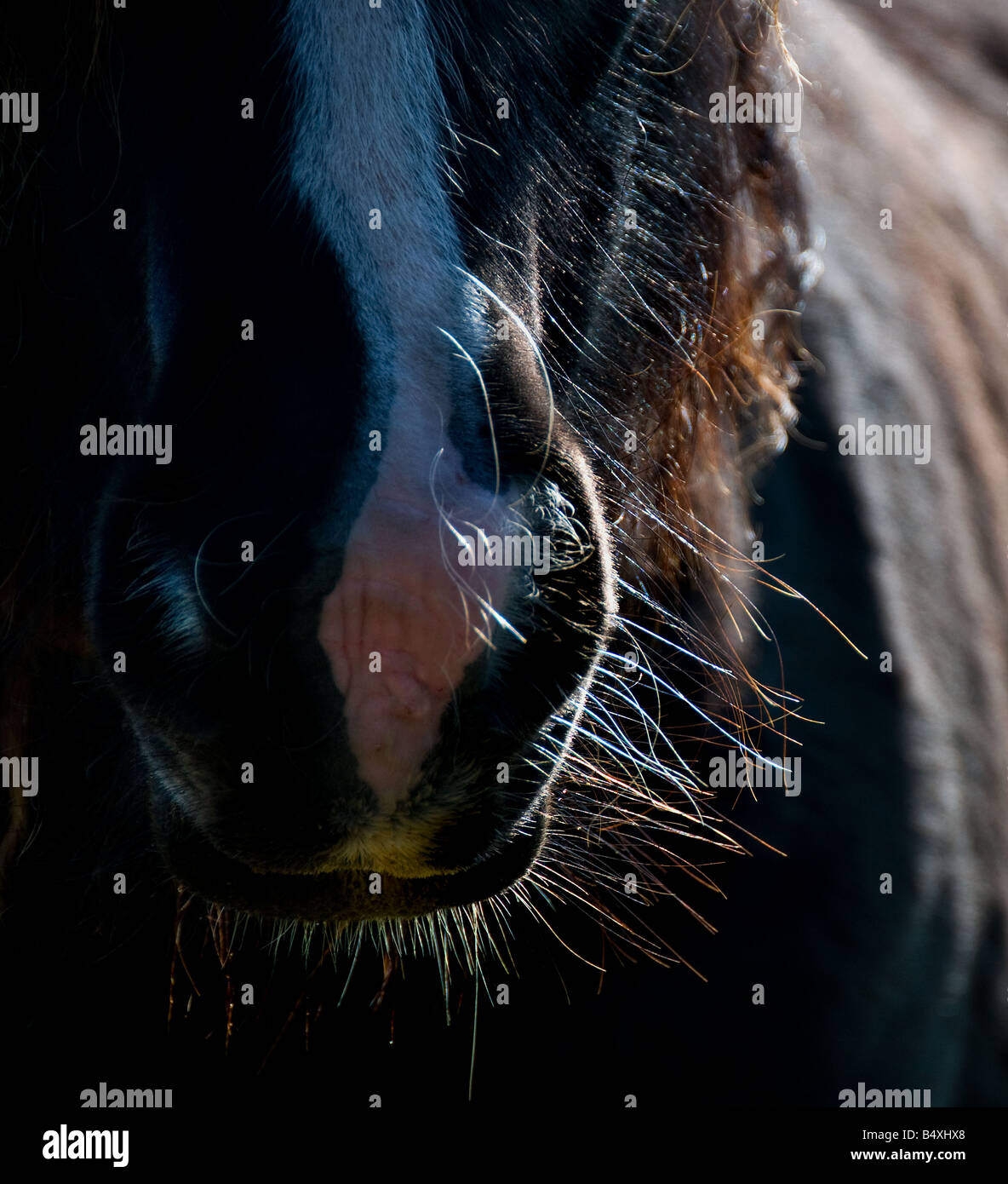 Creatura cavallo immagini e fotografie stock ad alta risoluzione - Alamy