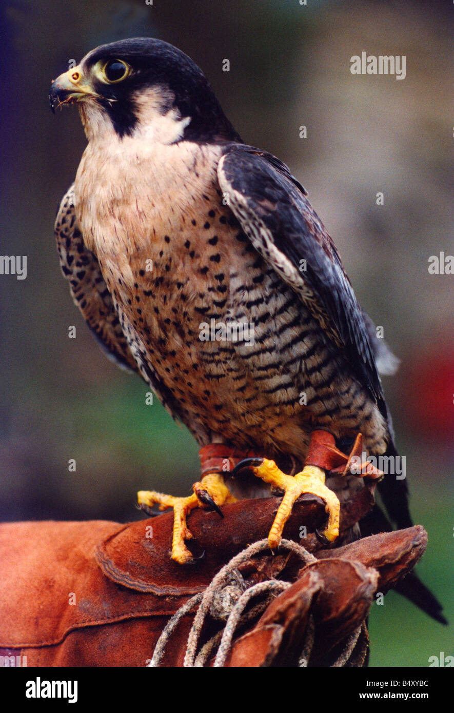 Un falco pellegrino peregrino immagini e fotografie stock ad alta ...