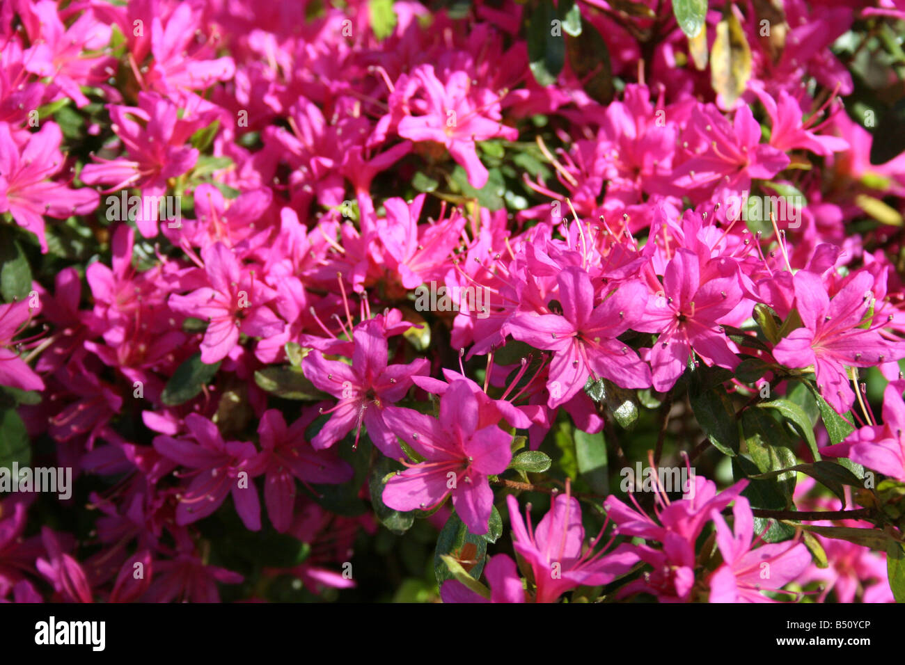 Coltivare rododendri immagini e fotografie stock ad alta risoluzione ...