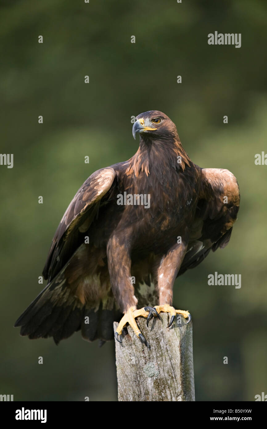 L aquila immagini e fotografie stock ad alta risoluzione - Alamy