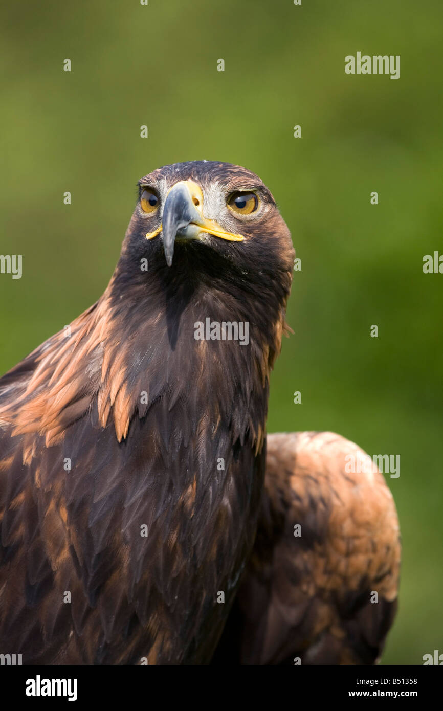 Aquila reale immagini e fotografie stock ad alta risoluzione - Alamy