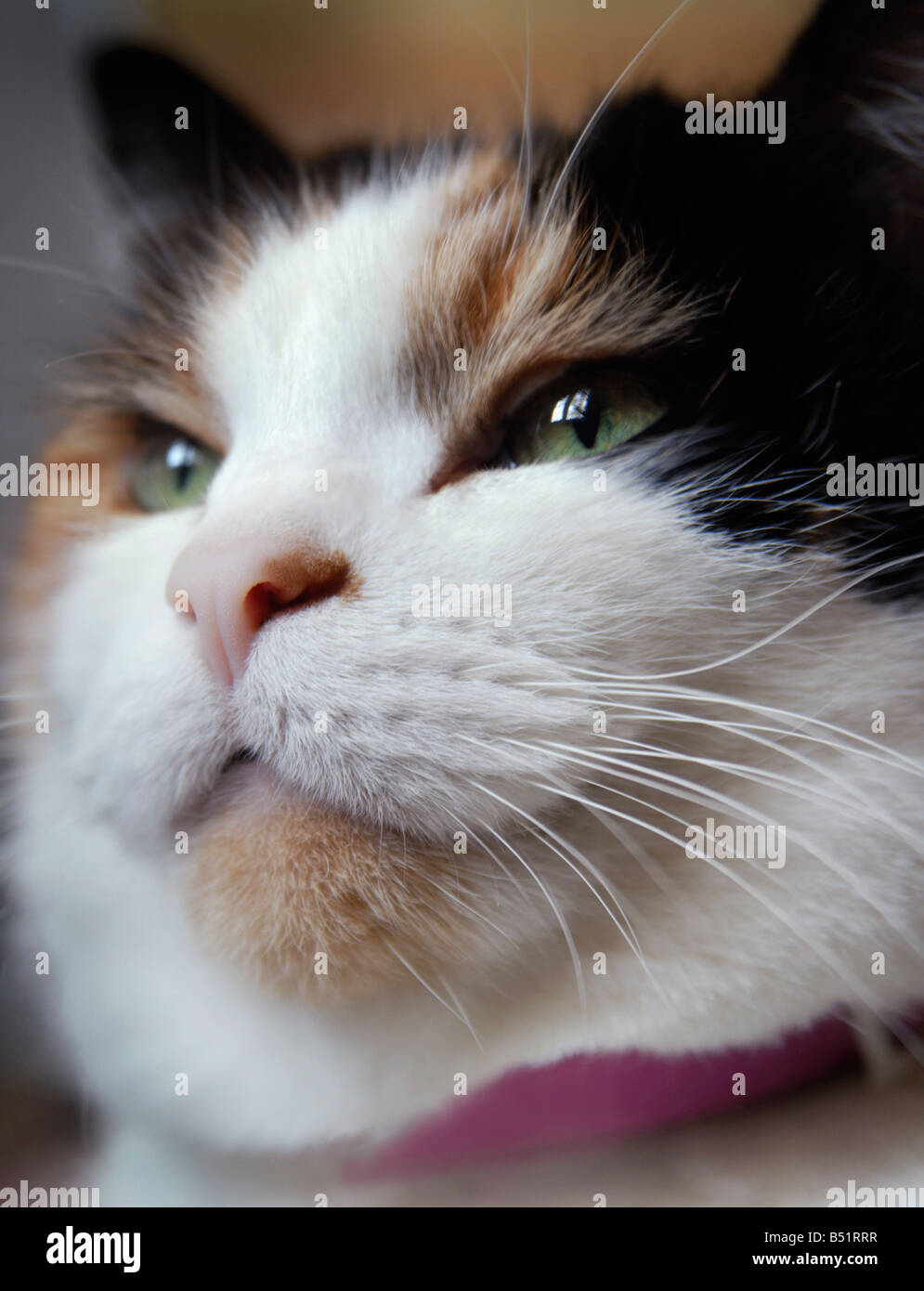 Gatto andrew immagini e fotografie stock ad alta risoluzione - Alamy