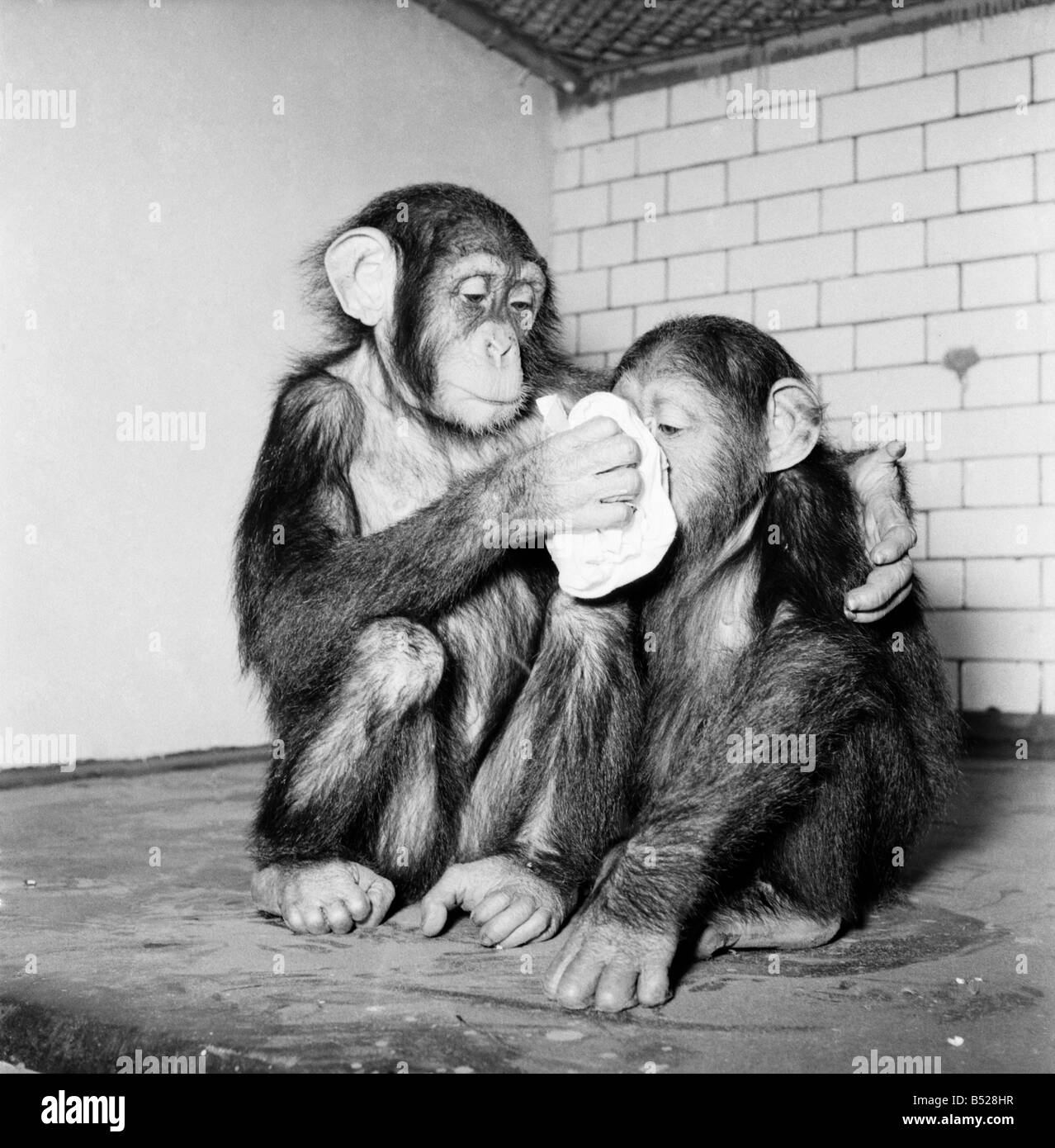 Animali umorismo. Gli scimpanzé tea party è annullato come le scimmie ...
