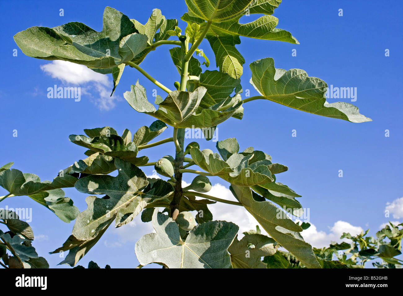 Albero di fico immagini e fotografie stock ad alta risoluzione - Alamy