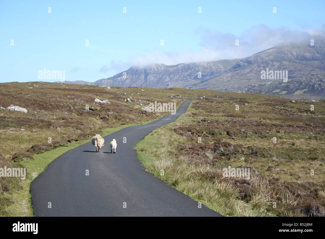 Pecore che corrono lungo la strada immagini e fotografie stock ad alta ...