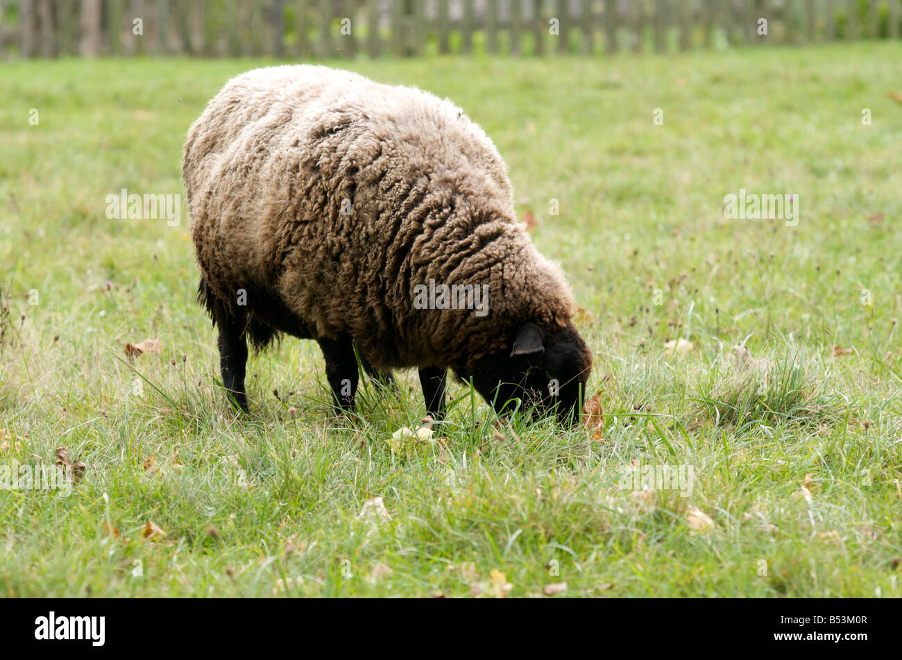 Mangiare pecore immagini e fotografie stock ad alta risoluzione - Alamy