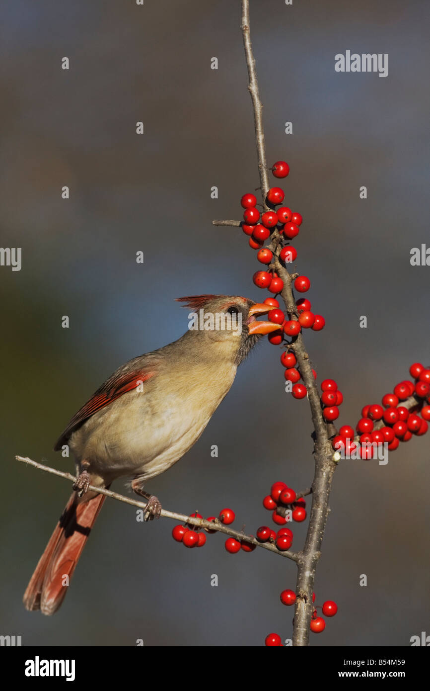 Cardinale nordamericano selvaggio immagini e fotografie stock ad alta ...