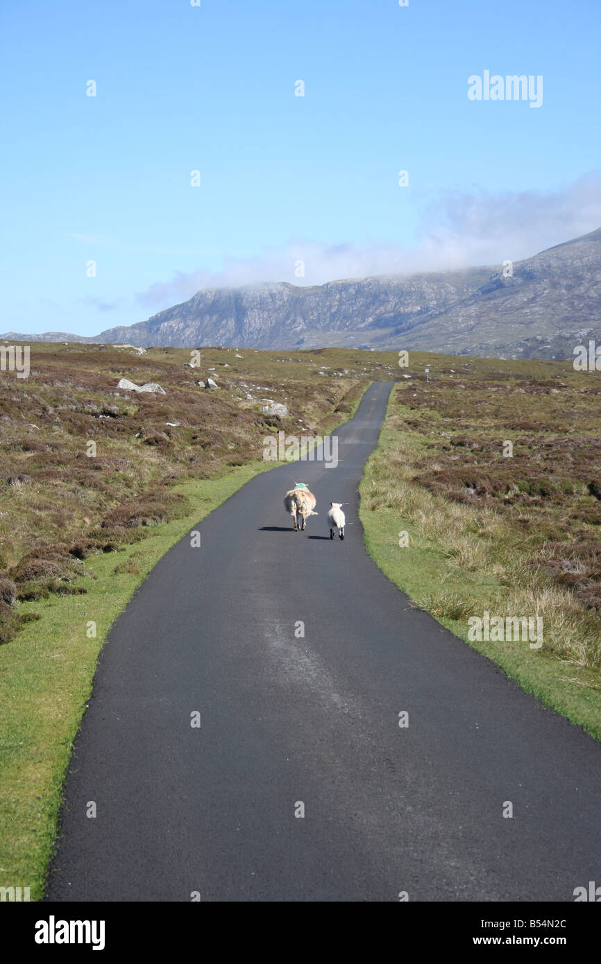 Pecore che corrono lungo la strada immagini e fotografie stock ad alta ...