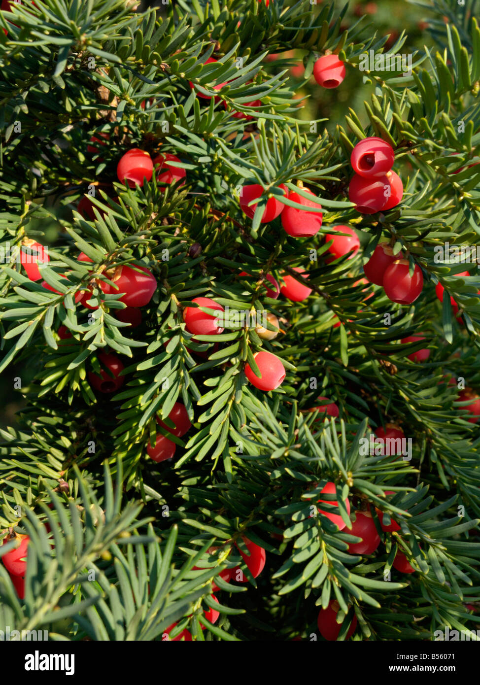 Common yew taxus baccata immagini e fotografie stock ad alta ...