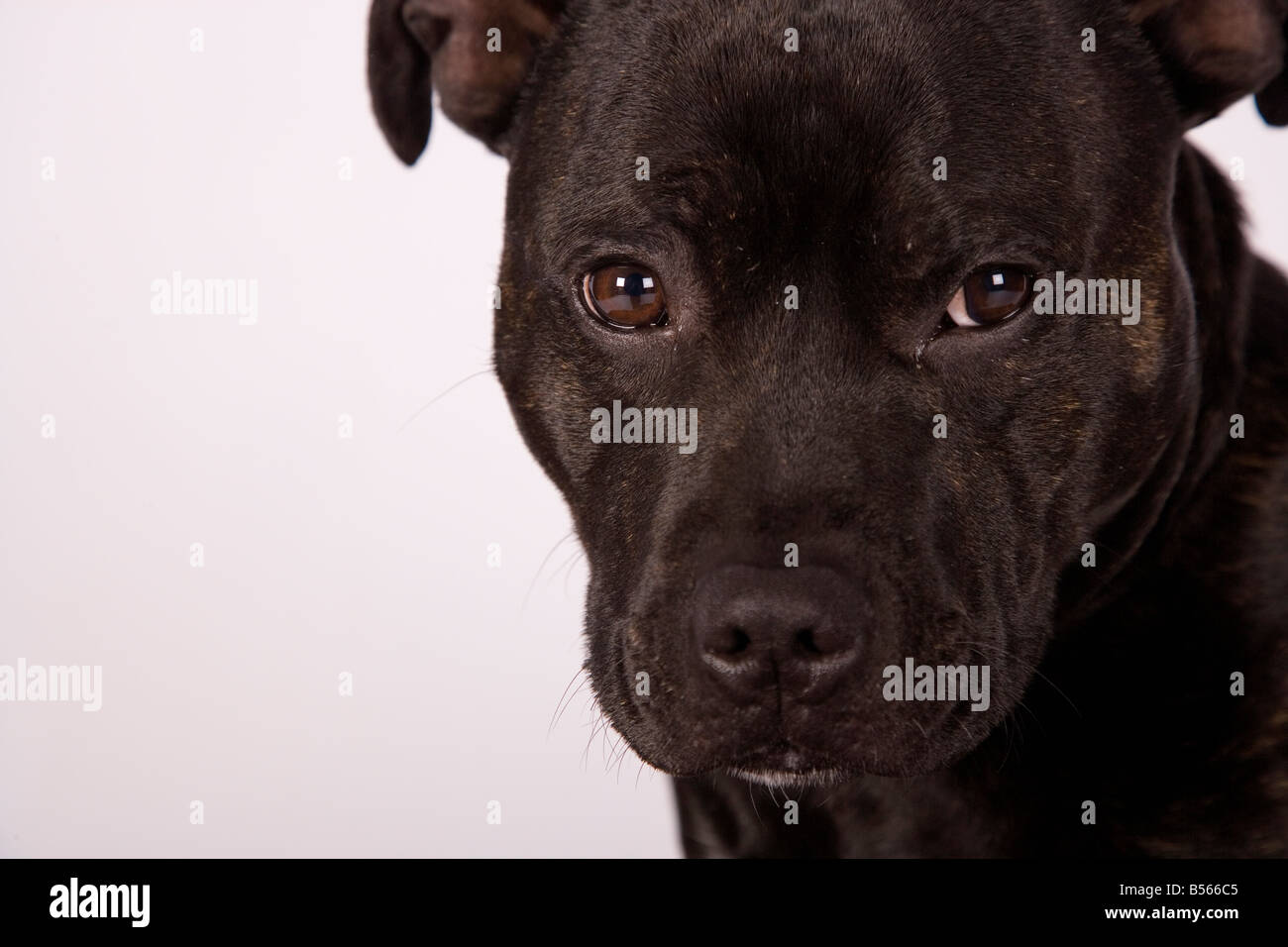 Buster brown immagini e fotografie stock ad alta risoluzione - Alamy