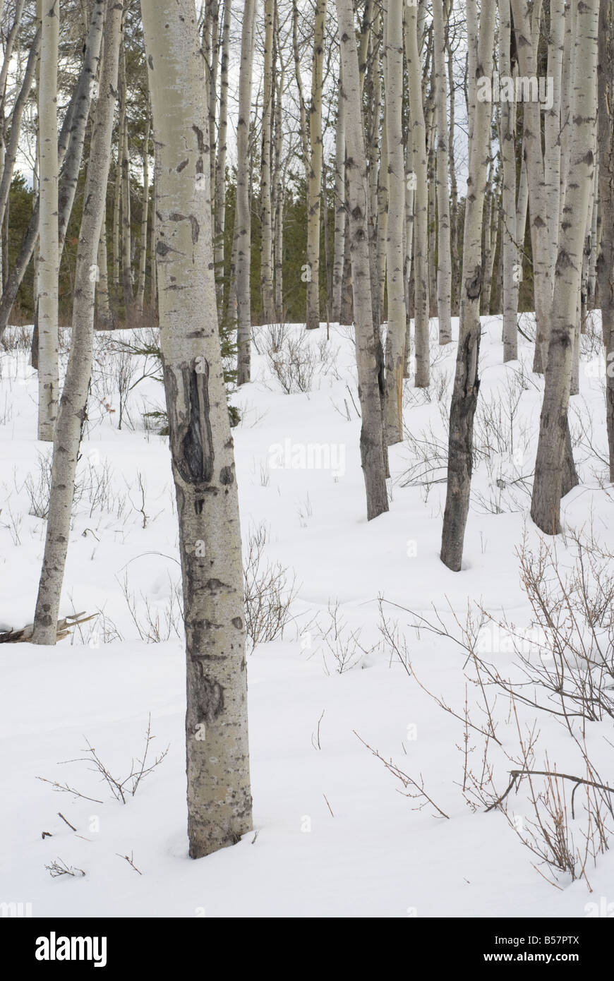 Piramide del lago nella neve immagini e fotografie stock ad alta ...