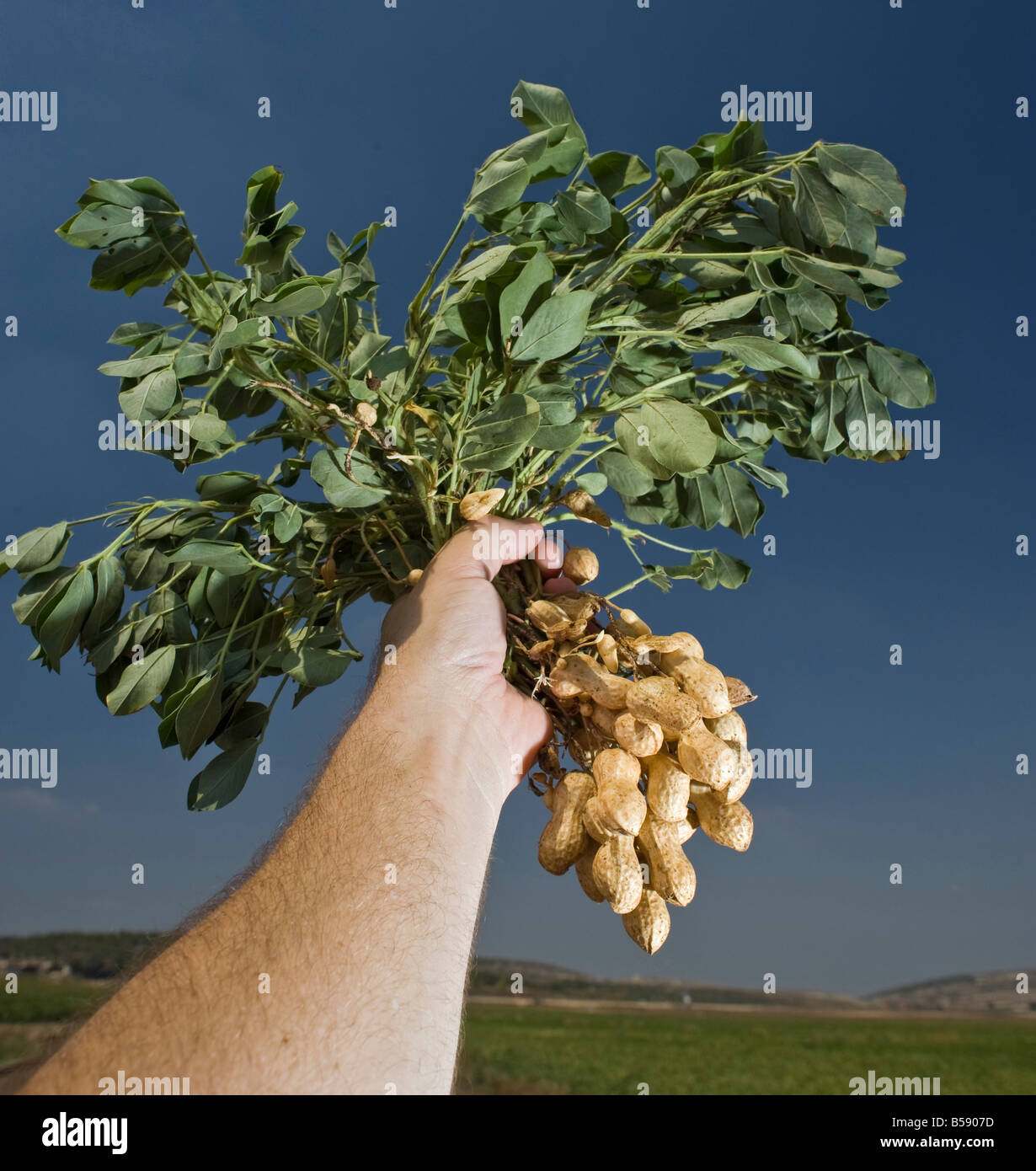 Pianta di arachidi immagini e fotografie stock ad alta risoluzione - Alamy