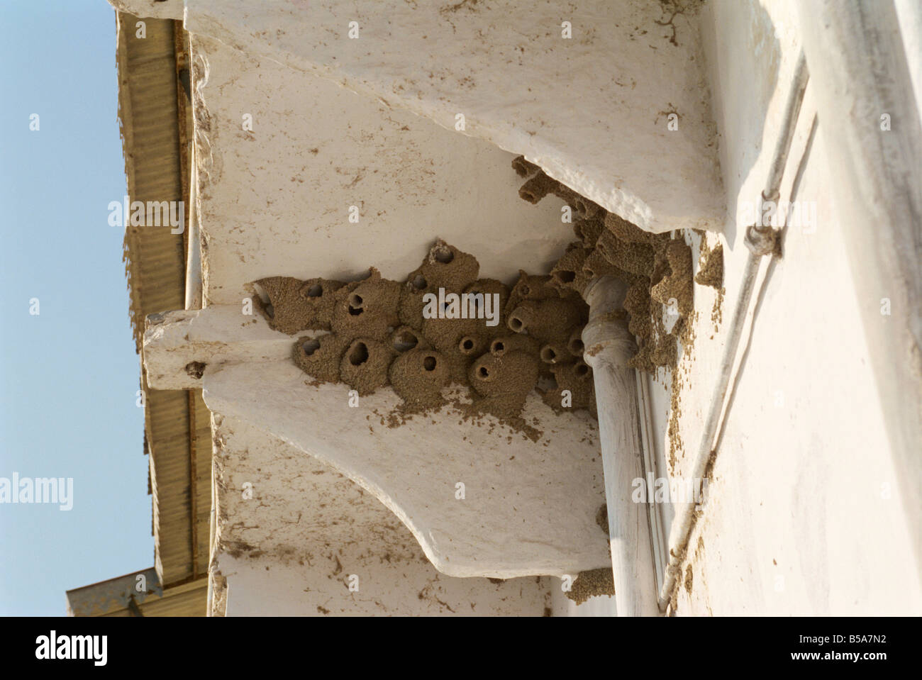 Nidi di rondine immagini e fotografie stock ad alta risoluzione - Alamy
