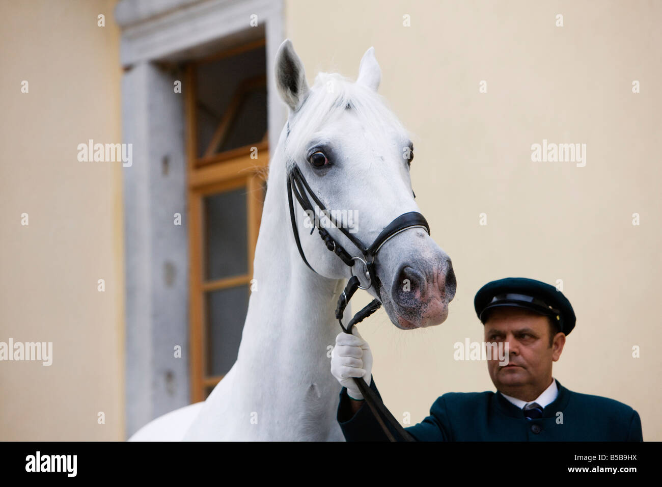 Cavallo stallone immagini e fotografie stock ad alta risoluzione - Alamy