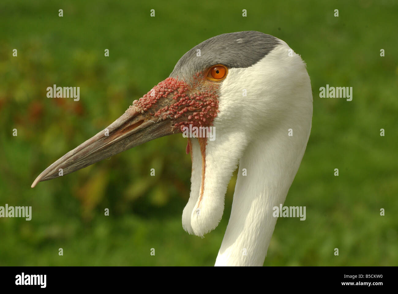 Carunculatus di bugeranus della gru wattled immagini e fotografie stock ...