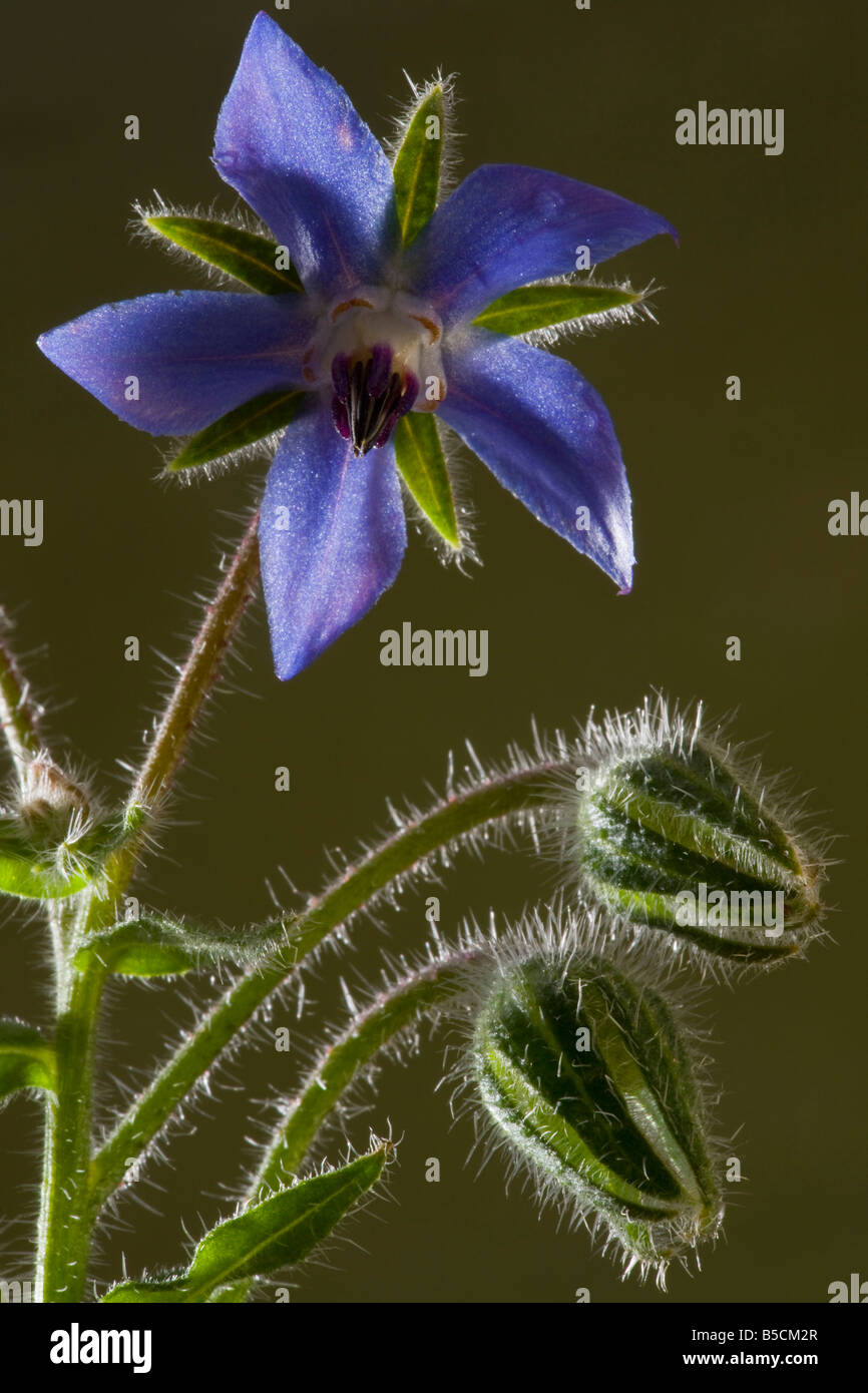 Pianta di borragine con fiori blu borago officinalis immagini e ...
