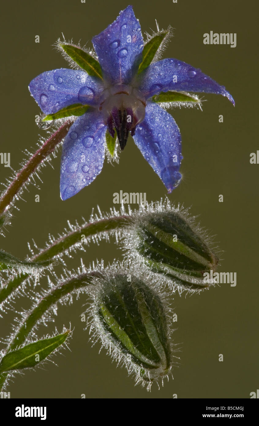 Pianta di borragine con fiori blu borago officinalis immagini e ...