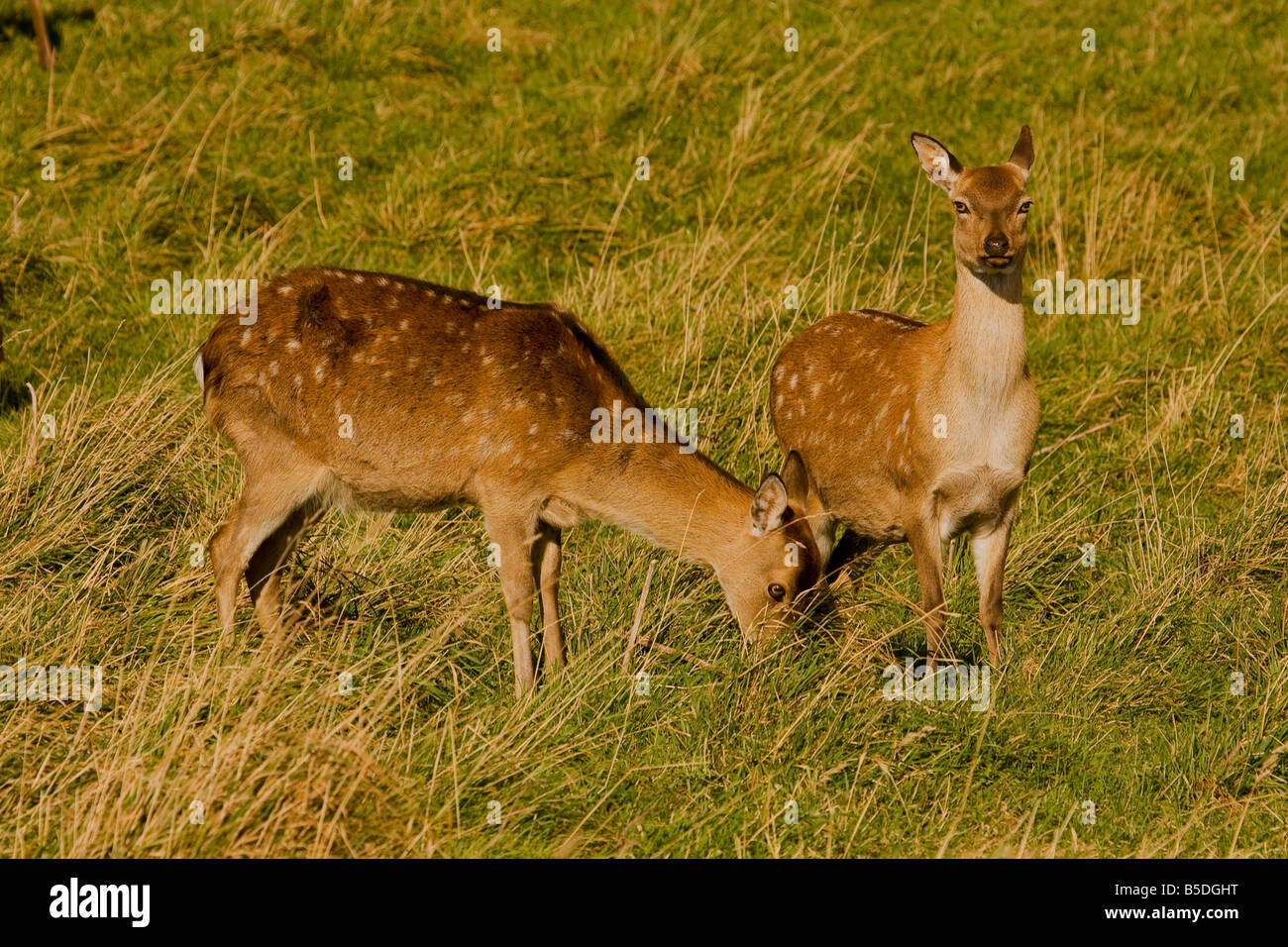 Anche le femmine hanno le corna immagini e fotografie stock ad alta ...