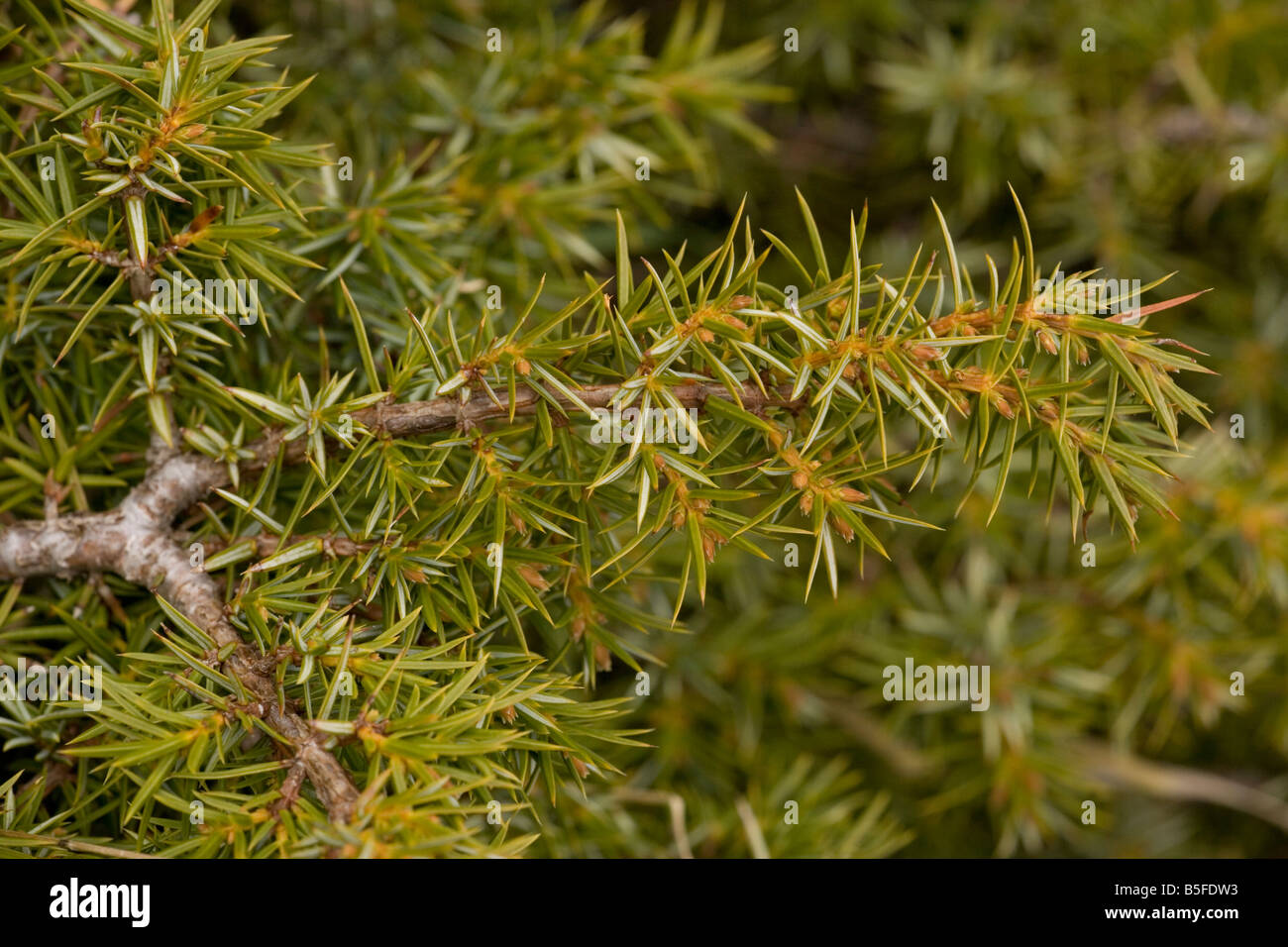 Una forma di ginepro comune Juniperus communis ssp hemisphaerica sull ...
