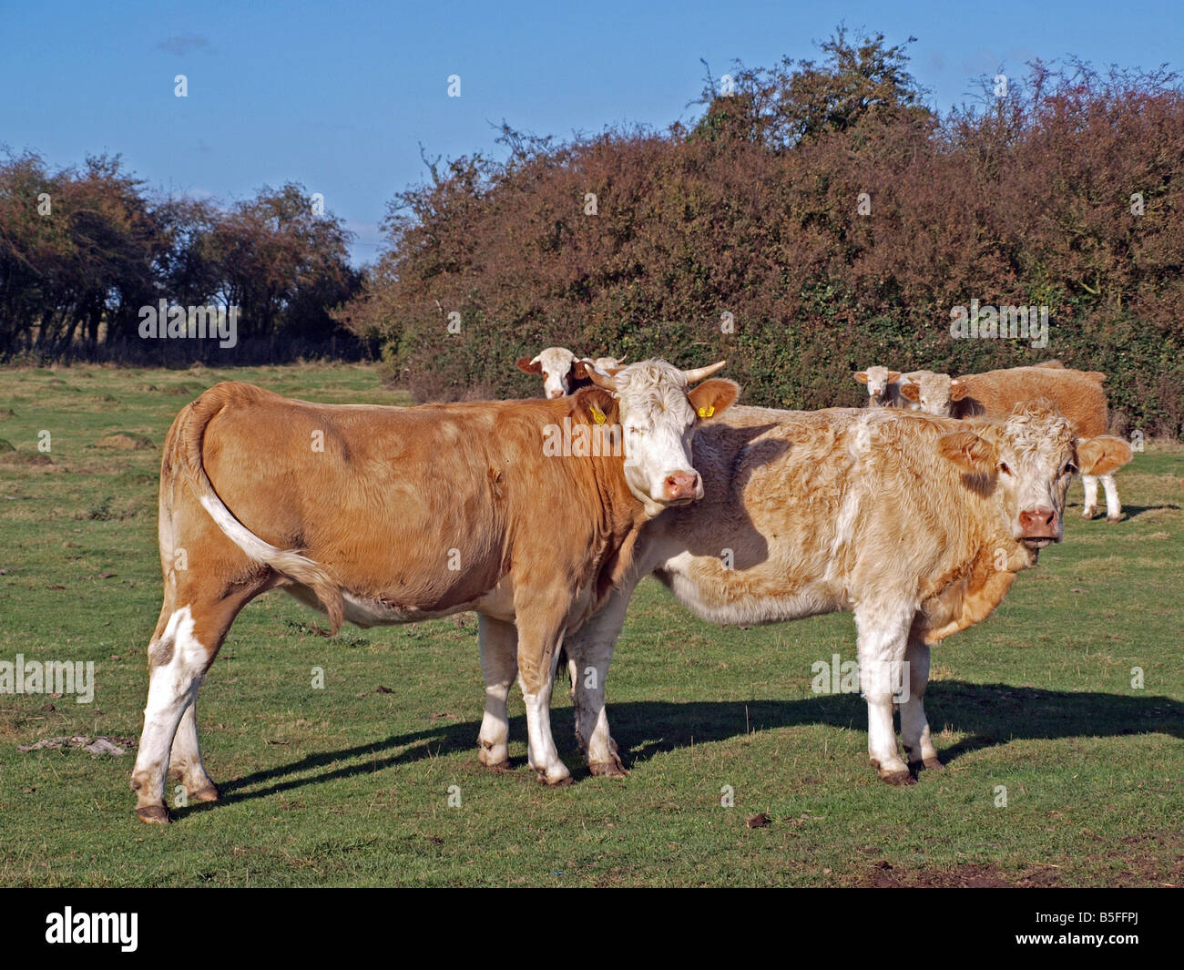 Bovini da carne bovini animali da allevamento immagini e fotografie ...