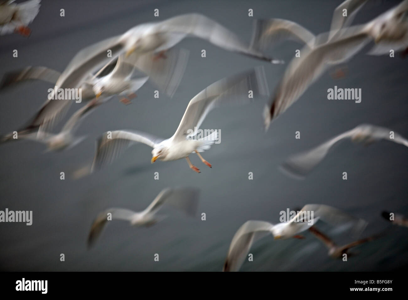 Vista sul mare con gabbiani in volo Immagini e Fotos Stock - Alamy