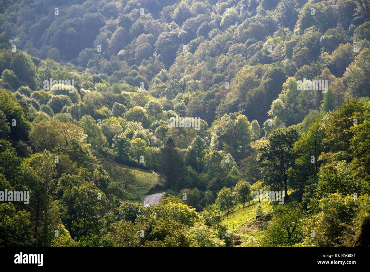 Foresta del nord della spagna immagini e fotografie stock ad alta ...