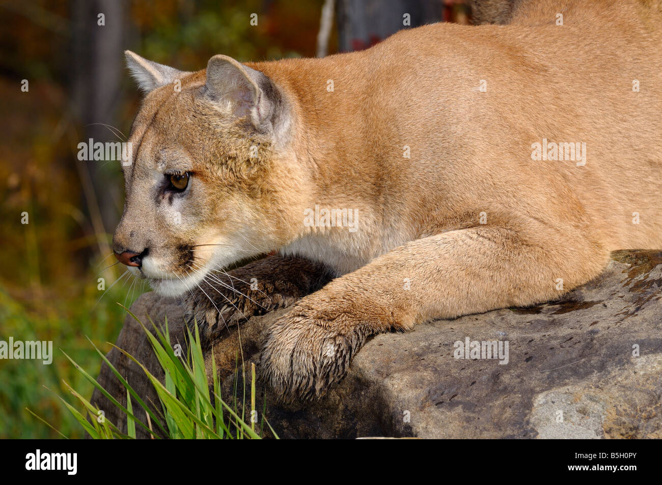 Puma che sorveglia la preda immagini e fotografie stock ad alta ...