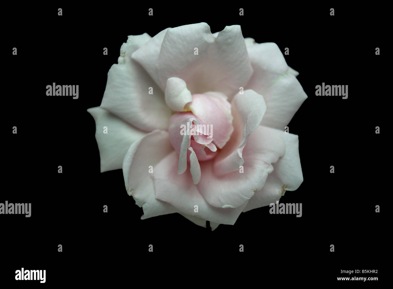 Sfondo rosa e nero immagini e fotografie stock ad alta risoluzione - Alamy