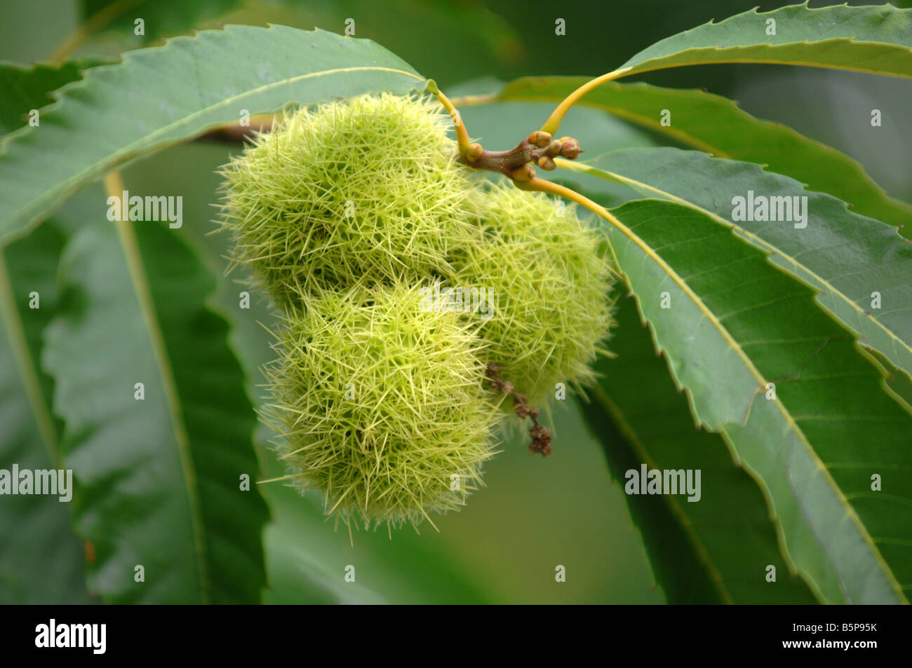 Albero di castagne immagini e fotografie stock ad alta risoluzione - Alamy