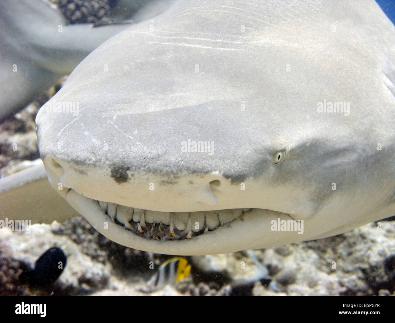 Limone di tahiti immagini e fotografie stock ad alta risoluzione - Alamy