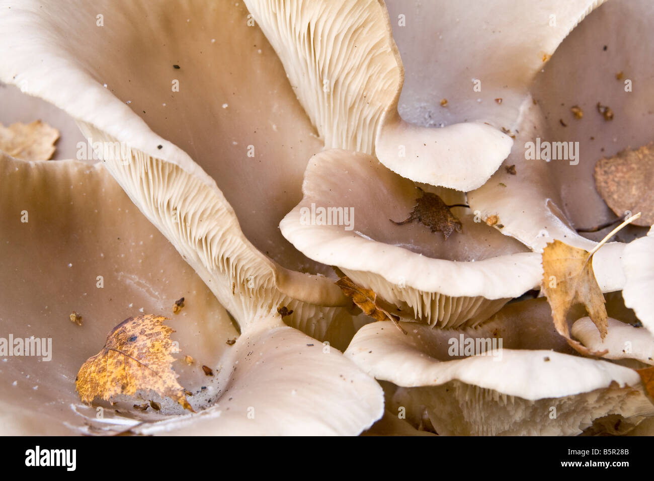 Uk funghi selvatici immagini e fotografie stock ad alta risoluzione - Alamy