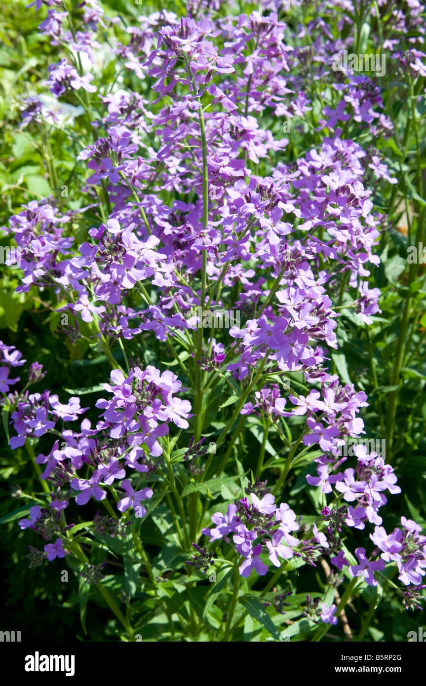 Pianta di matthiola incana immagini e fotografie stock ad alta ...