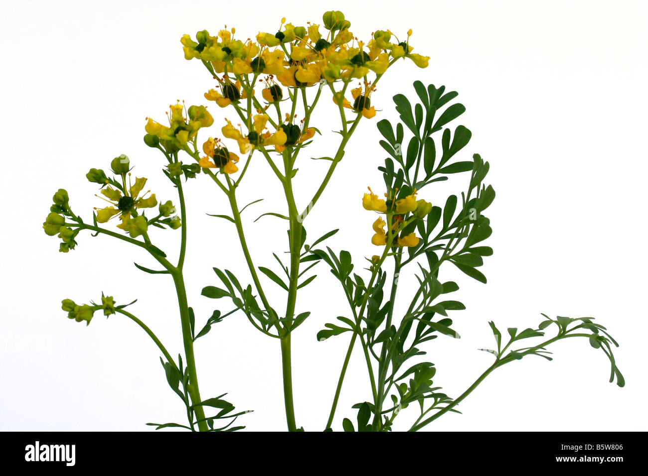 Pianta di ruta immagini e fotografie stock ad alta risoluzione - Alamy