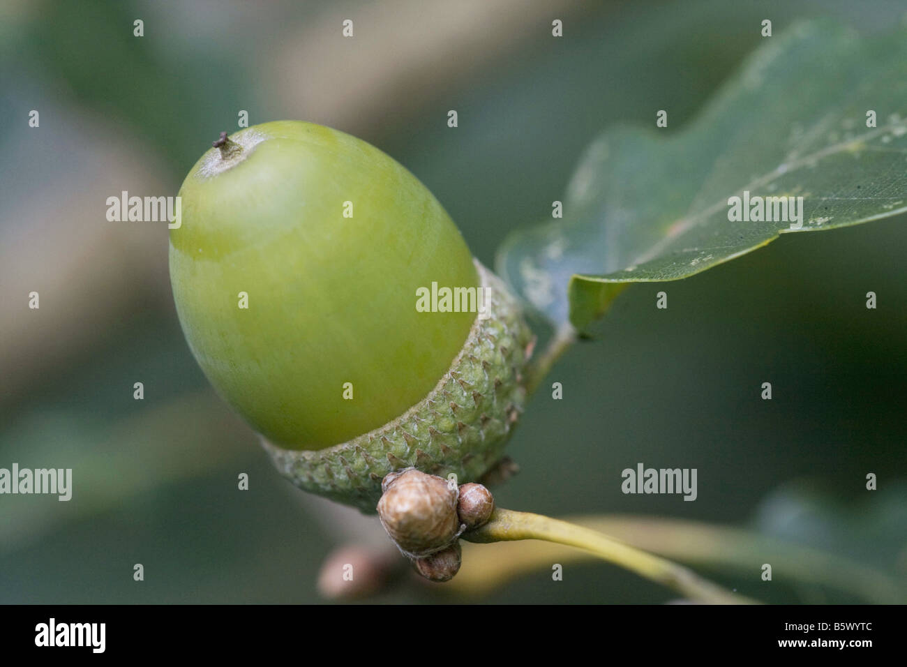 Quercus sessiliflora immagini e fotografie stock ad alta risoluzione ...