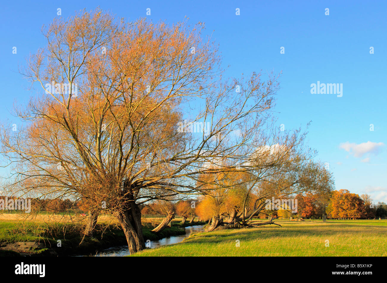 Salice piangente alberi immagini e fotografie stock ad alta risoluzione ...