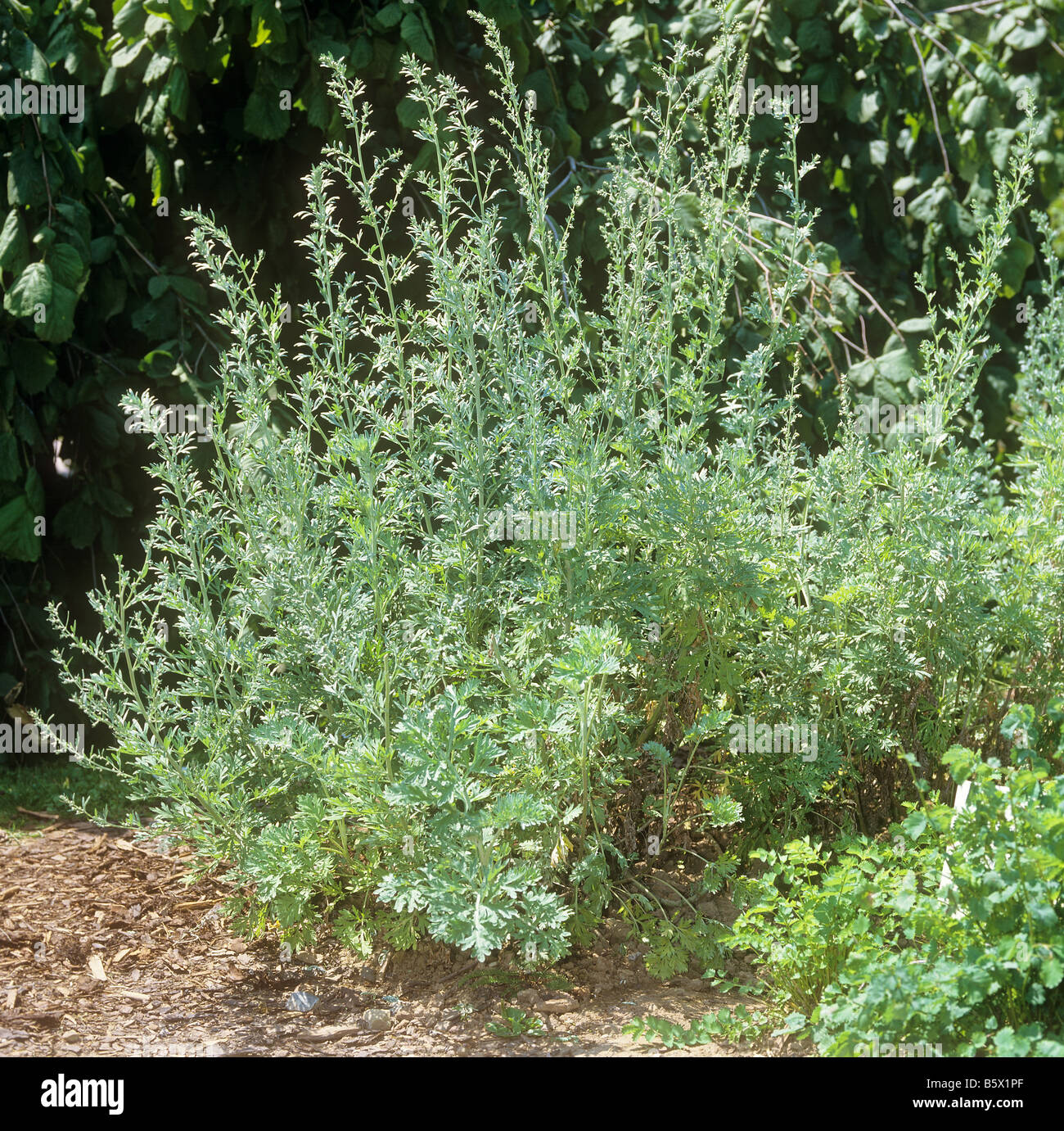 Pflanze artemisia absinthium immagini e fotografie stock ad alta ...